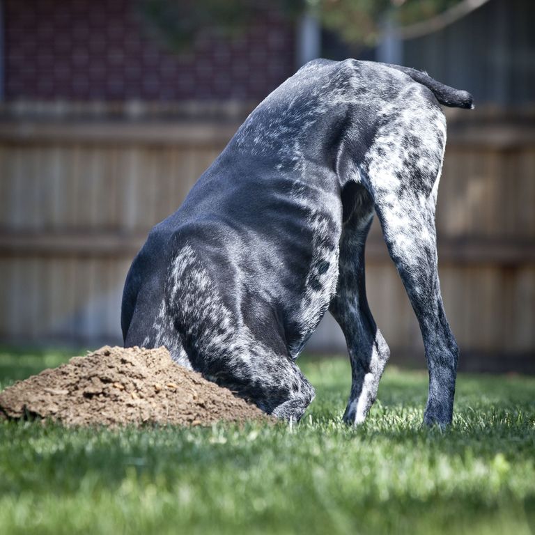 How to stop your dog digging up the garden | Country Life