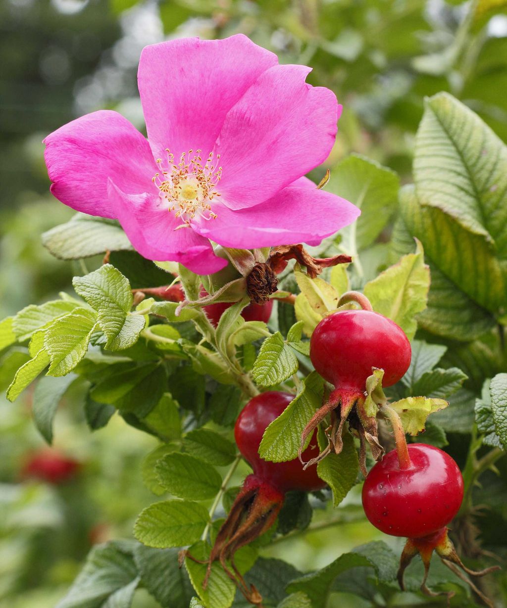 Heirloom roses: top tips for these classic blooms | Gardeningetc