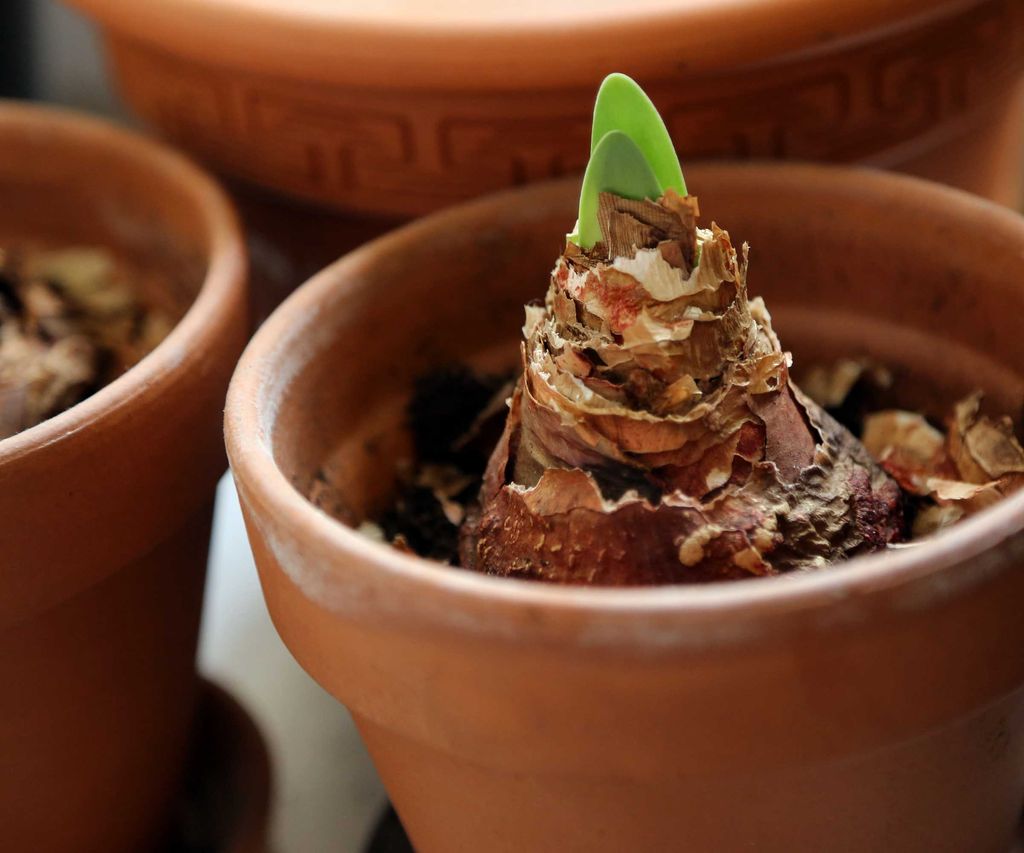 How and when to plant amaryllis bulbs for Christmas blooms | Homes and ...