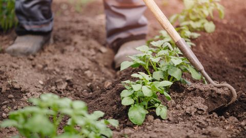 7 mistakes you’re making when pulling weeds | Tom's Guide