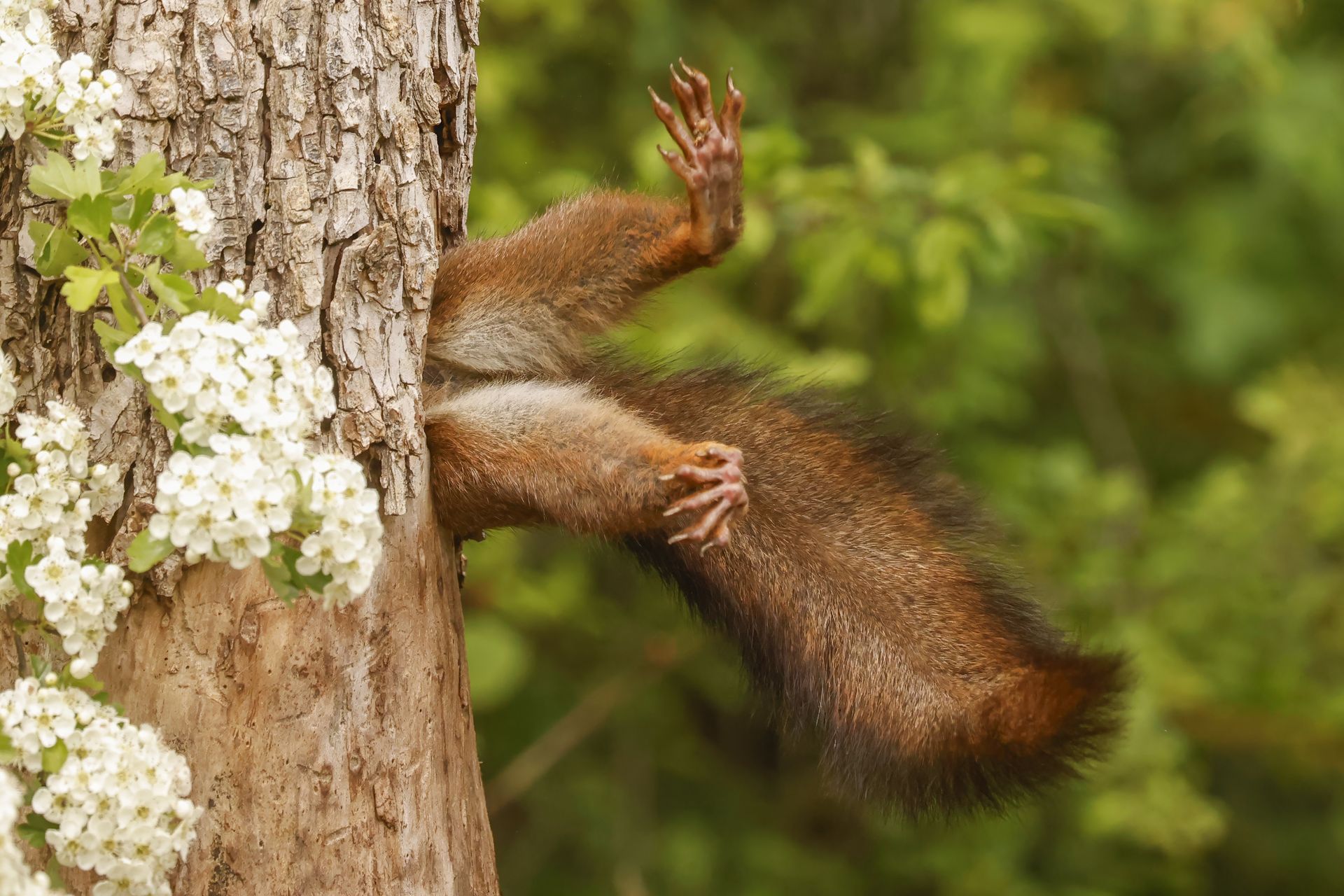 A stuck squirrel gets its nut! The hilarious winning images of the ...