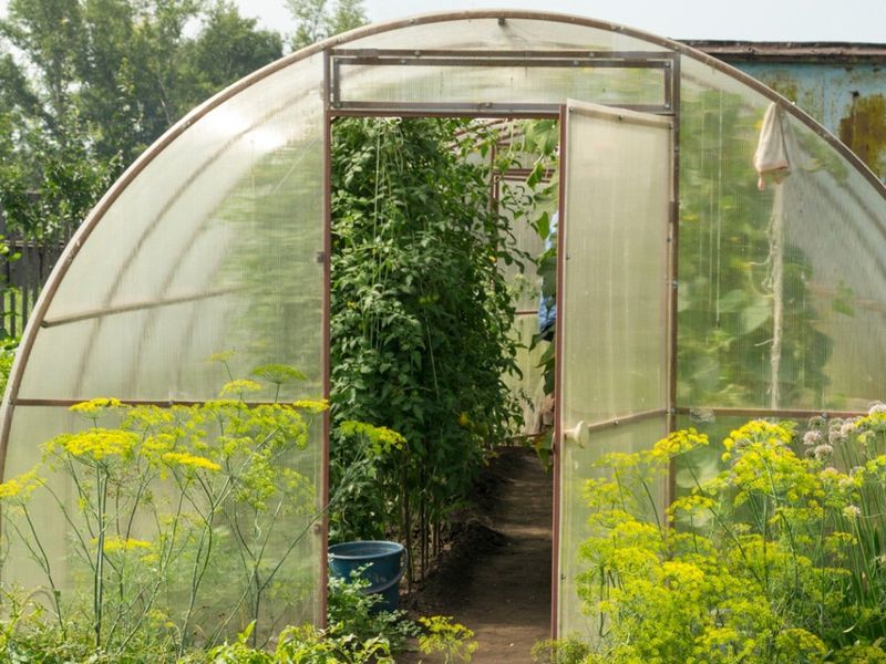 Tips & Information about Greenhouses | Gardening Know How