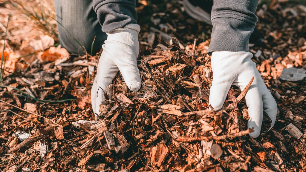 5 ways to use coffee grounds in your yard — reduce waste and increase ...