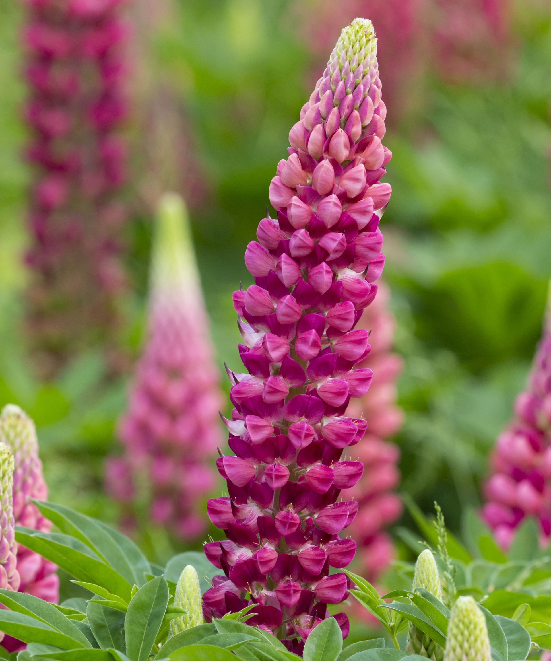 How to grow lupine: a late-spring cottage garden staple | Homes and Gardens