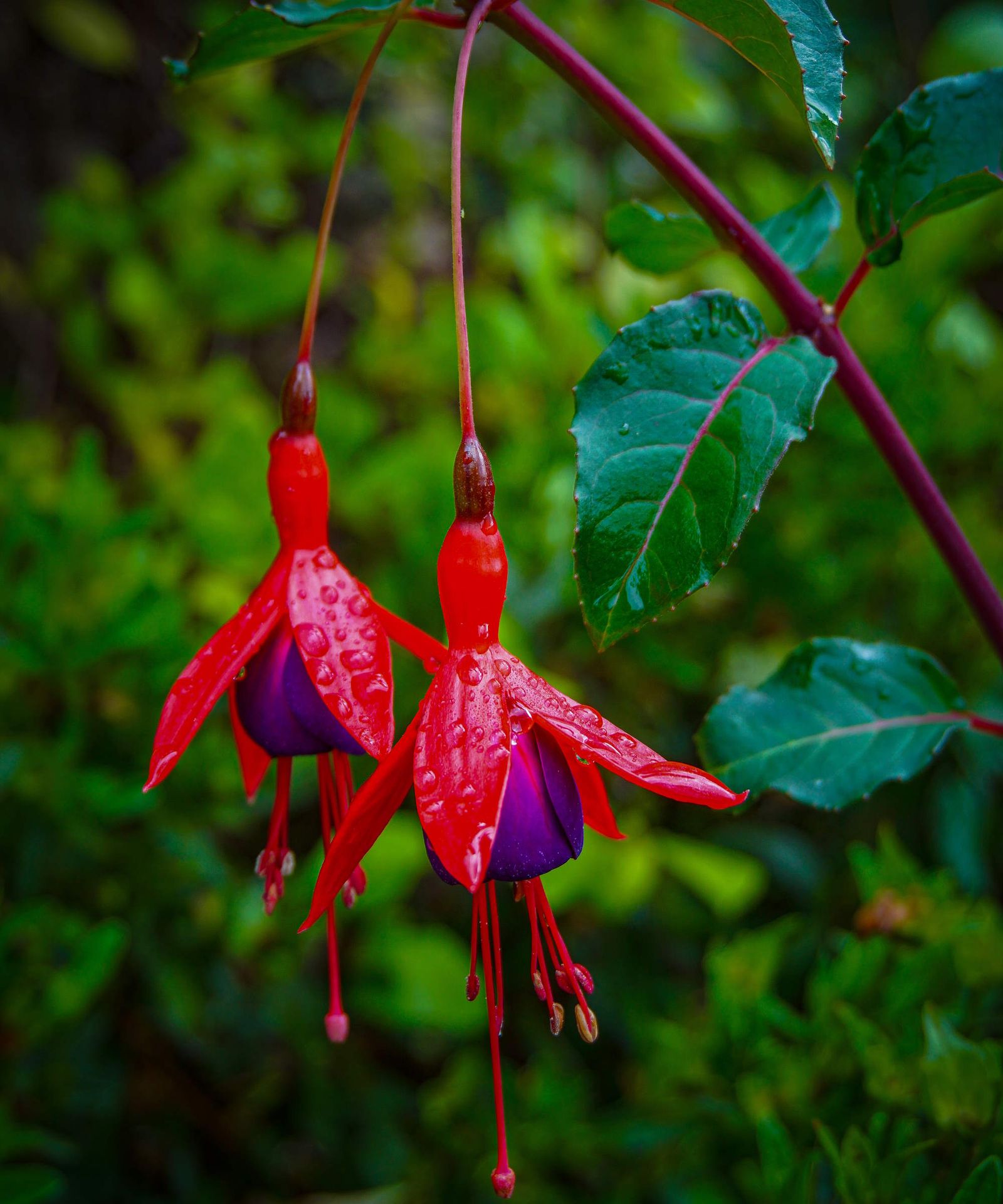 How and when to prune hardy fuchsia: correct trimming tips | Homes and ...
