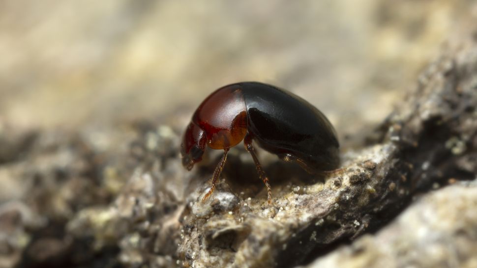 20 of the best named animal species on Earth, from Boops boop to Agra ...