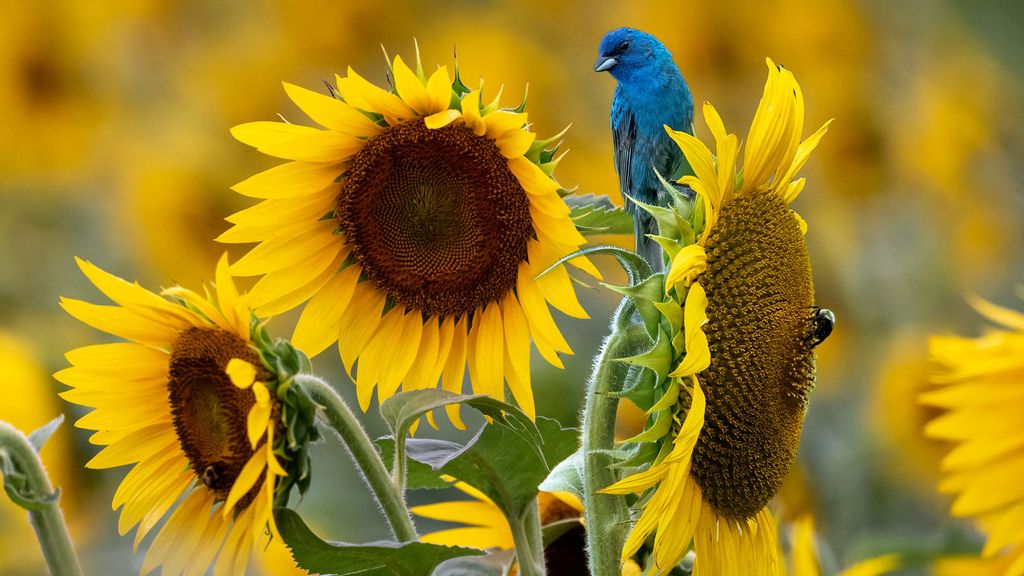 9 Best Flowers That Attract Birds For Year-Round Wildlife | Gardening ...