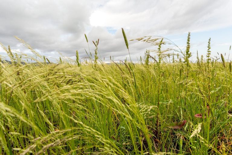 How To Grow Teff Grass: Tips On Planting Teff Grass As Cover Crops ...