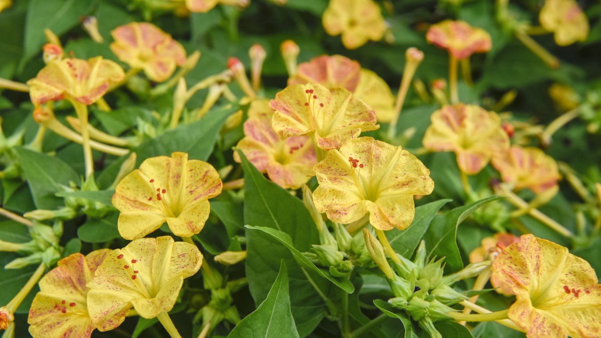 How to grow four o'clock plants - an expert guide | Homes and Gardens