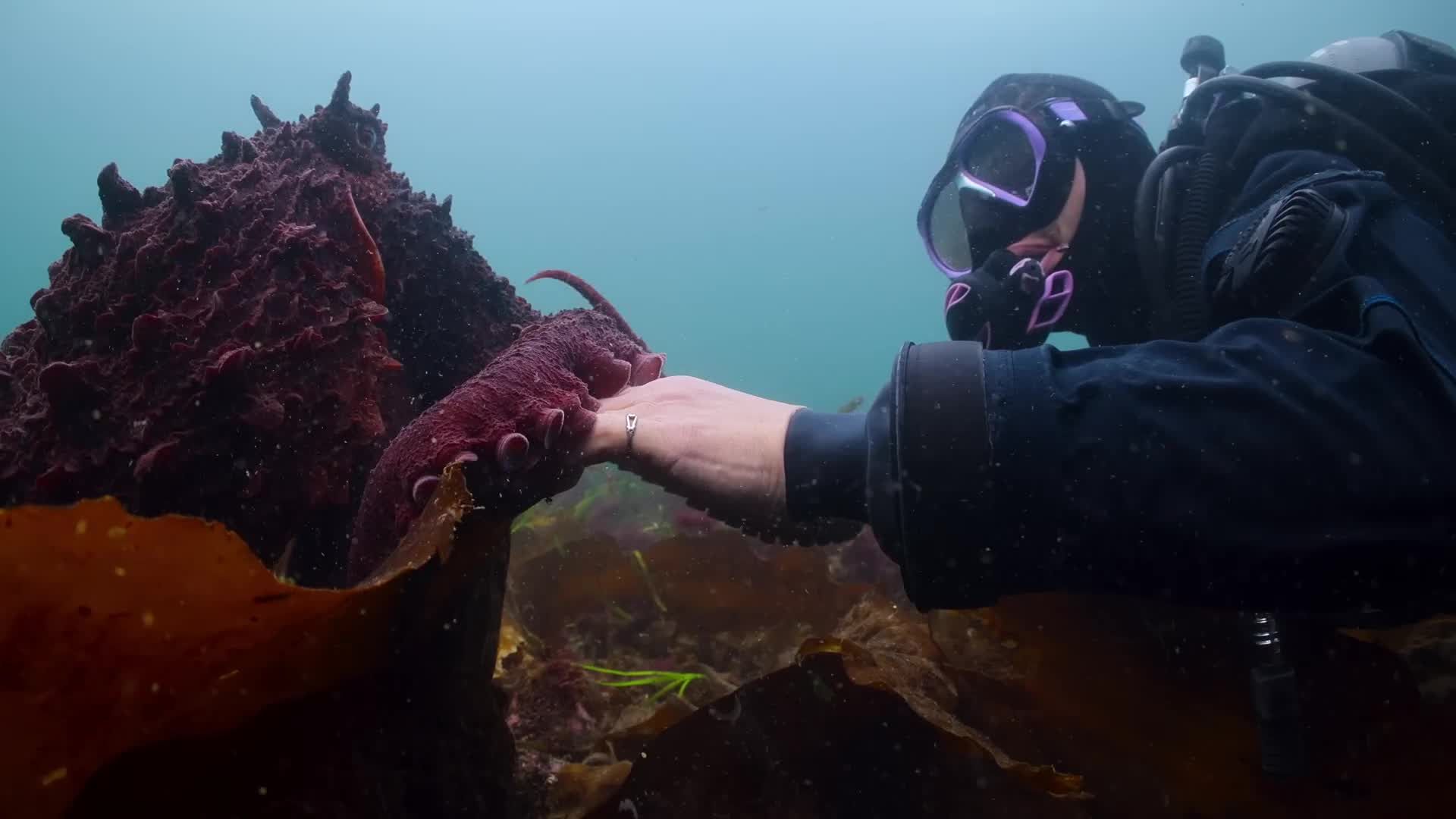 How to watch Secrets of the Octopus: stream the Nat Geo doc online ...