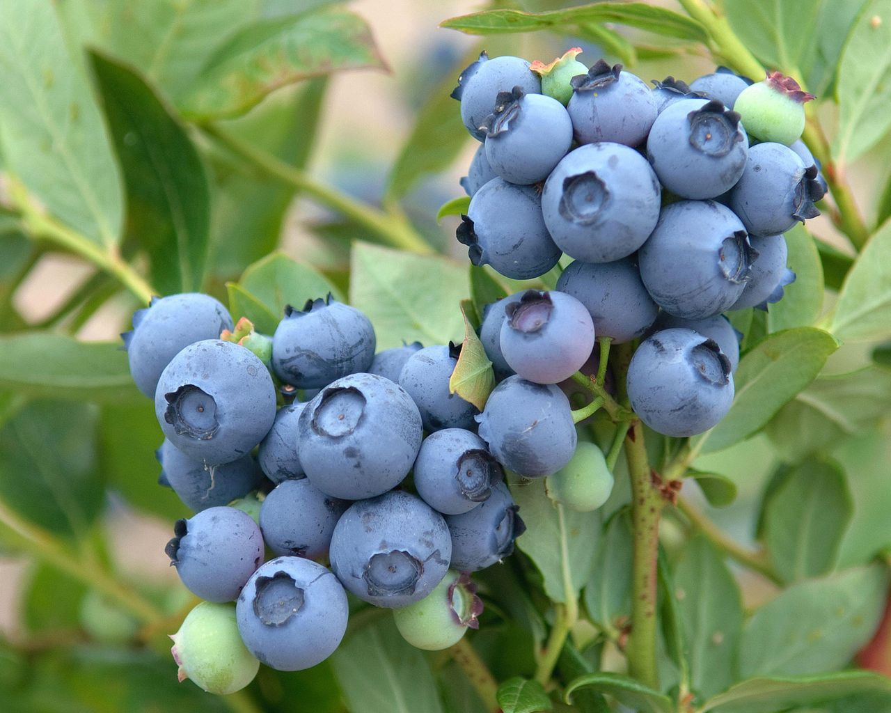 How to grow blueberries: expert tips for these tasty fruits | Gardeningetc