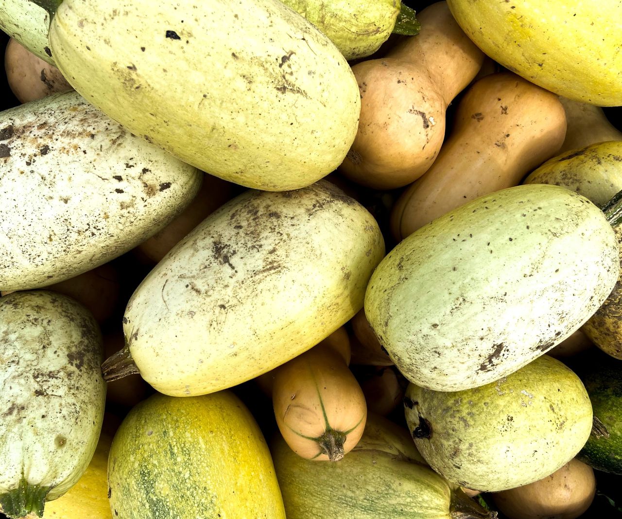How to grow squash - expert tips for success with the crop | Homes and ...