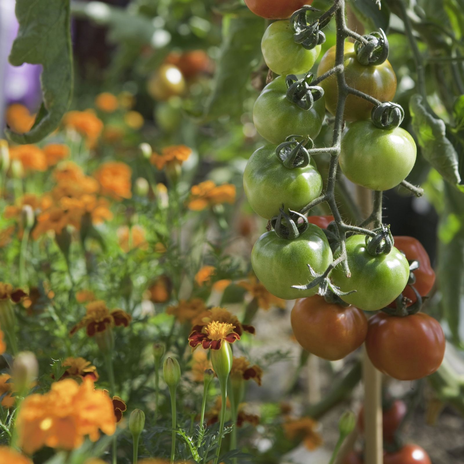 How to grow tomatoes vertically: an expert guide | Ideal Home