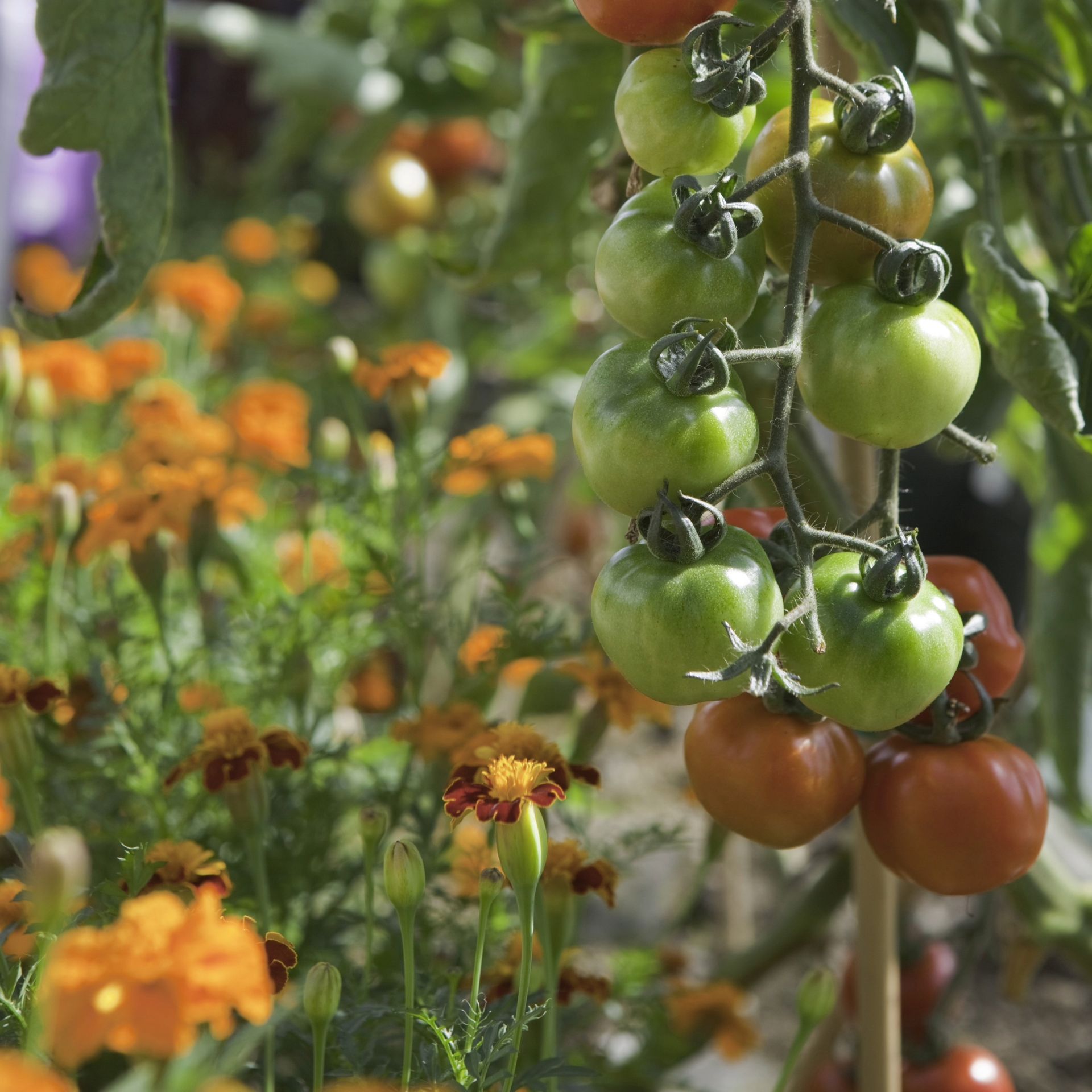 How to grow tomatoes vertically: an expert guide | Ideal Home