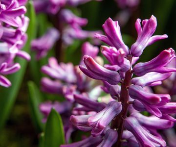 How to plant hyacinth bulbs: expert tips for striking results | Homes ...