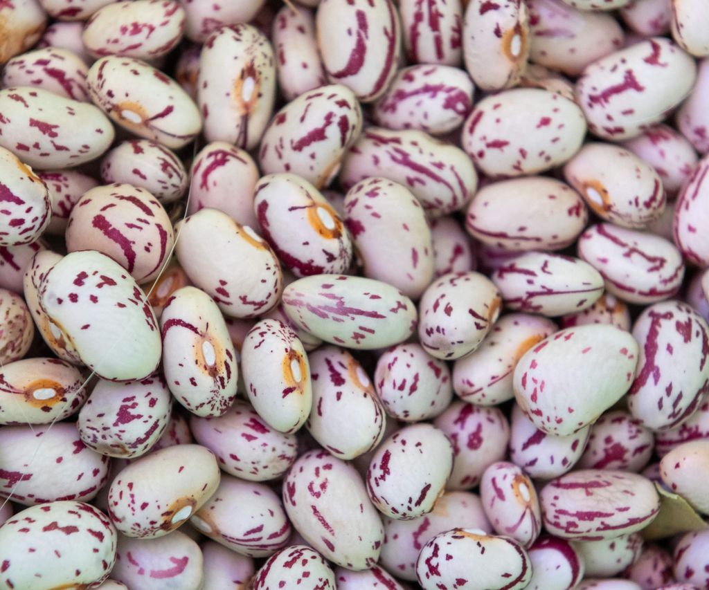 How to grow pinto beans - with some expert growing tips | Homes and Gardens