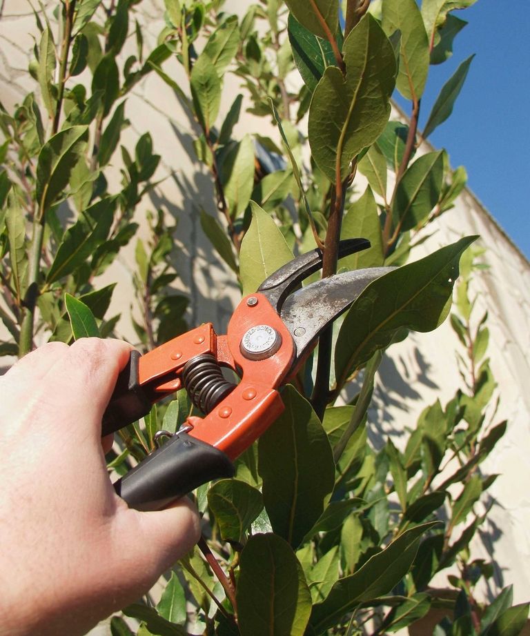Bay tree problems and solutions: 5 tips for healthy plants | Gardeningetc