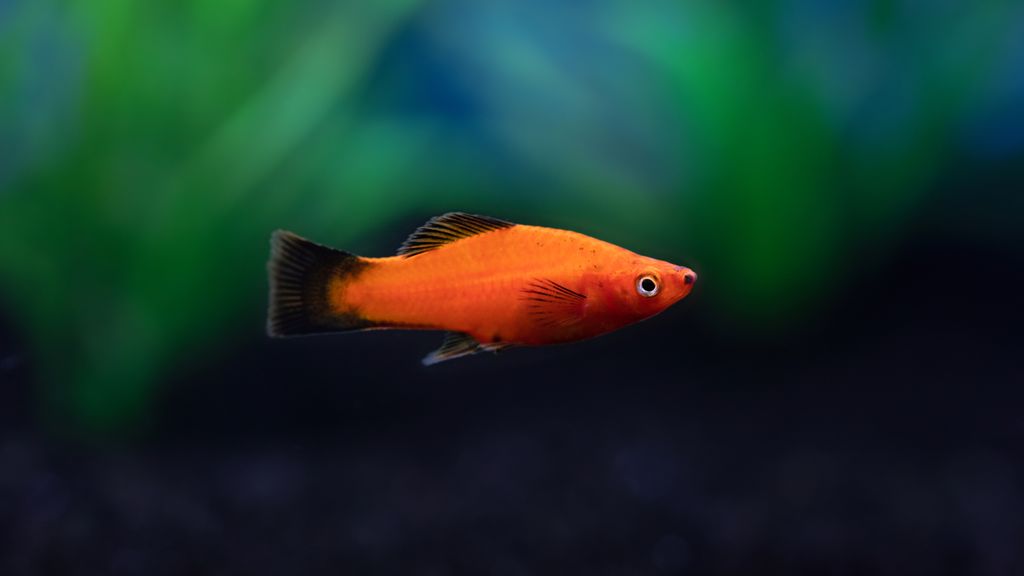 20 fish that clean the tank while looking pretty | PetsRadar