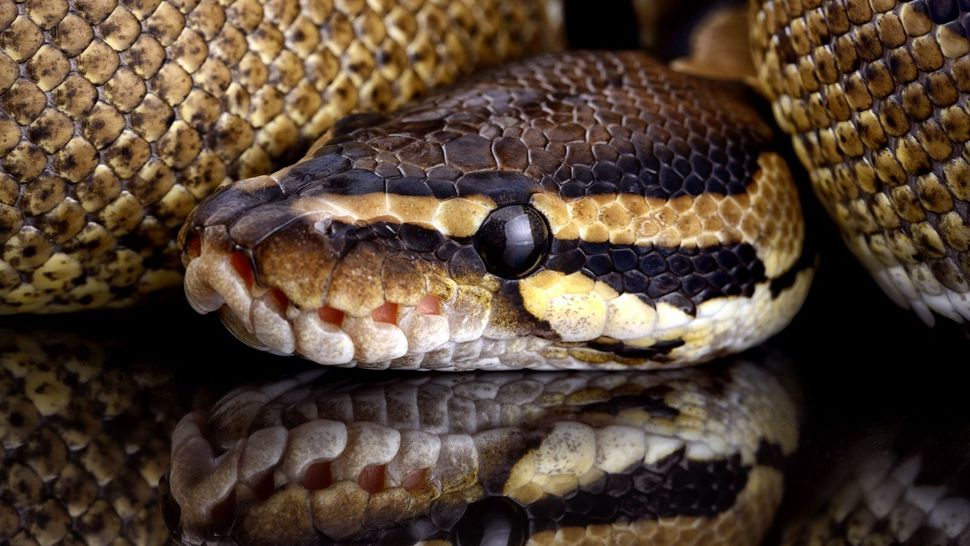 32 great pets that aren’t cats or dogs | PetsRadar