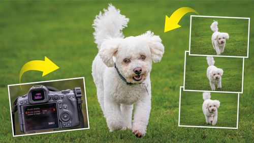 How to find your Canon camera shutter count in TWO simple steps ...