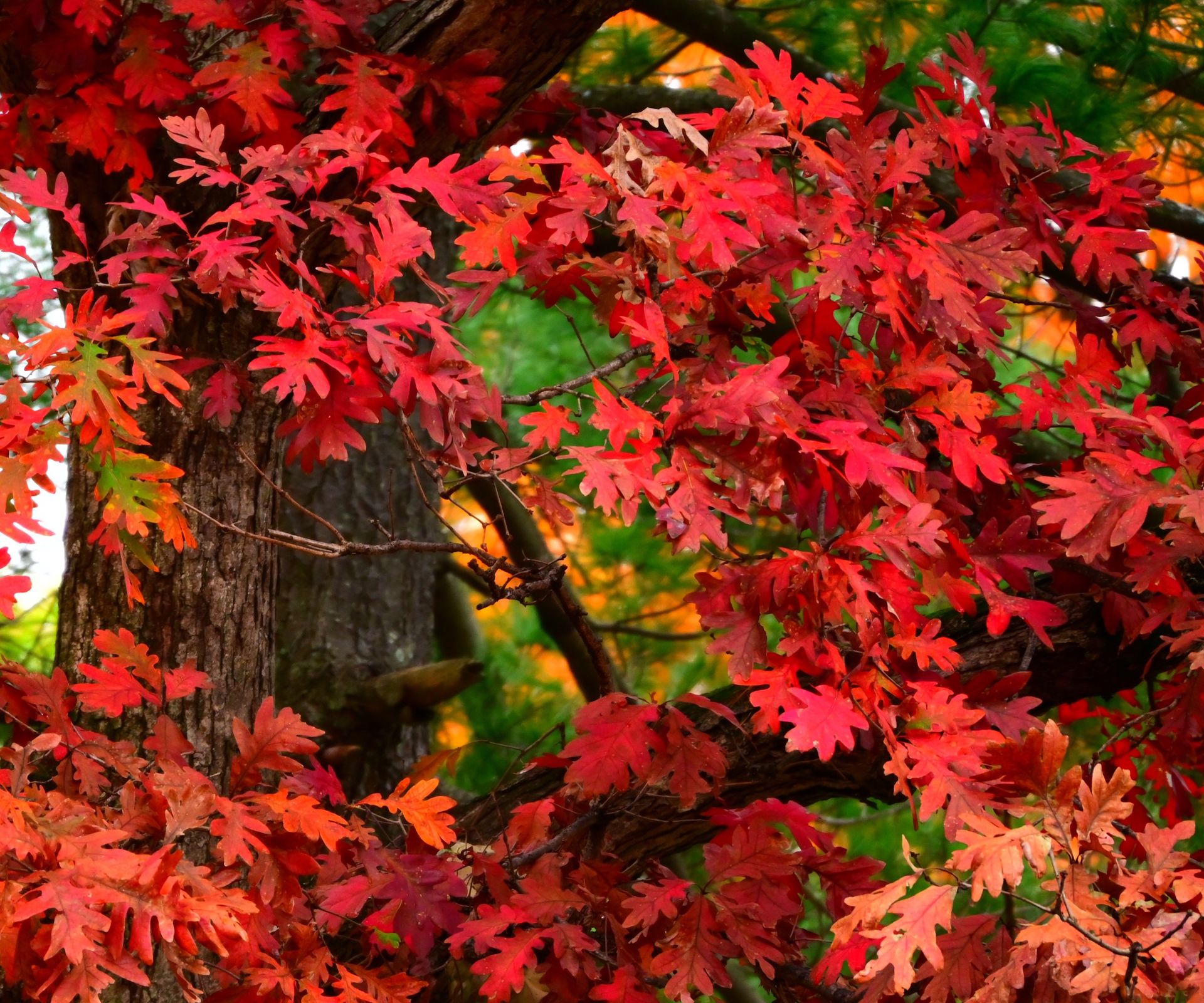 Native alternatives to Japanese maples: 5 trees for fall color | Homes ...