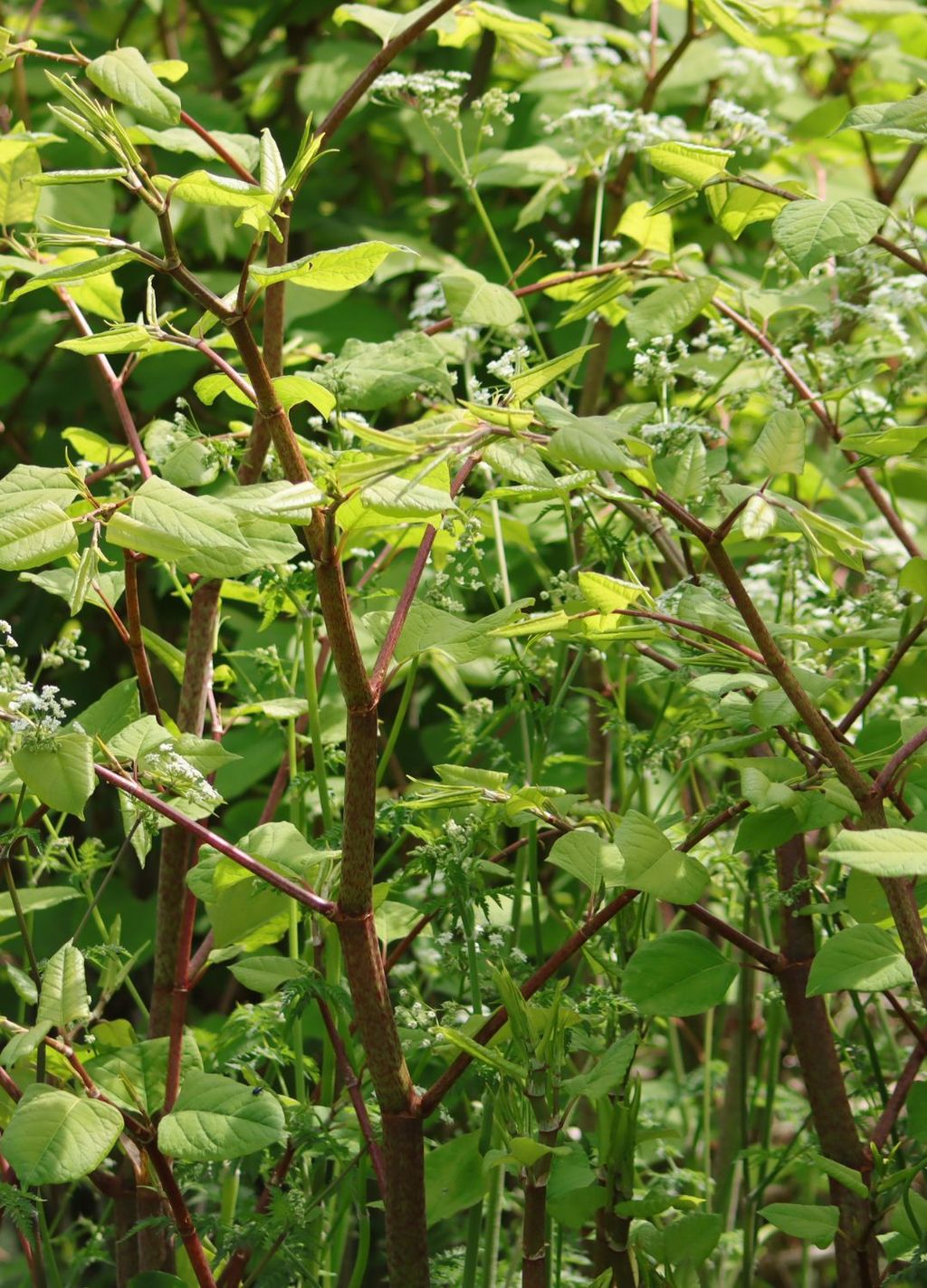 5 common invasive plants that could be ruining your garden | Woman & Home