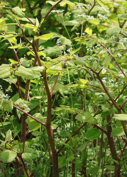 5 common invasive plants that could be ruining your garden | Woman & Home