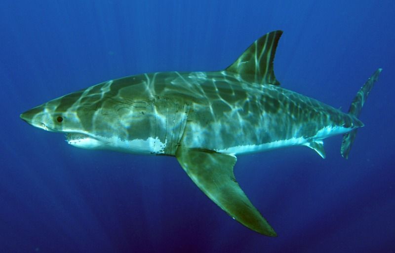 New App Lets You Track Great White Sharks | Live Science