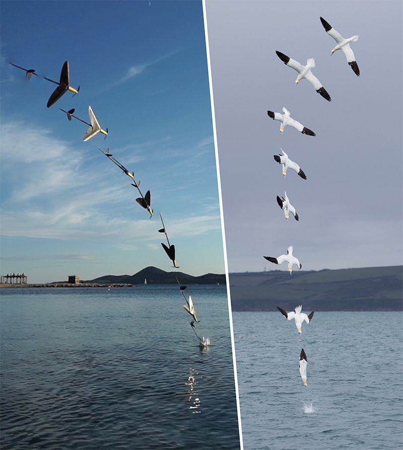 New Flying Robots Take Cues From Airborne Animals | Live Science