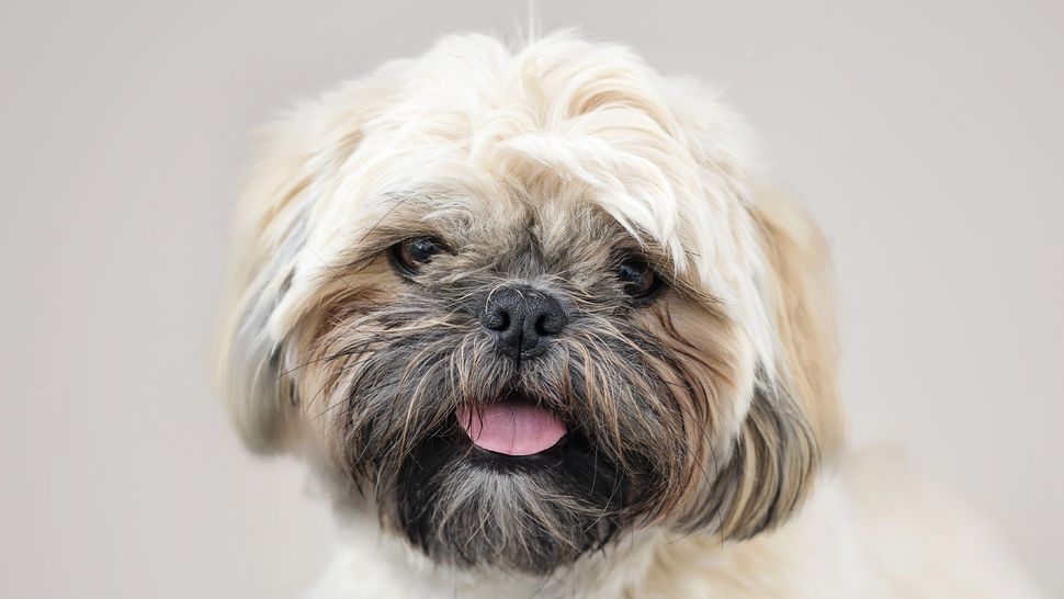 23 brachycephalic dog breeds and their health issues | PetsRadar