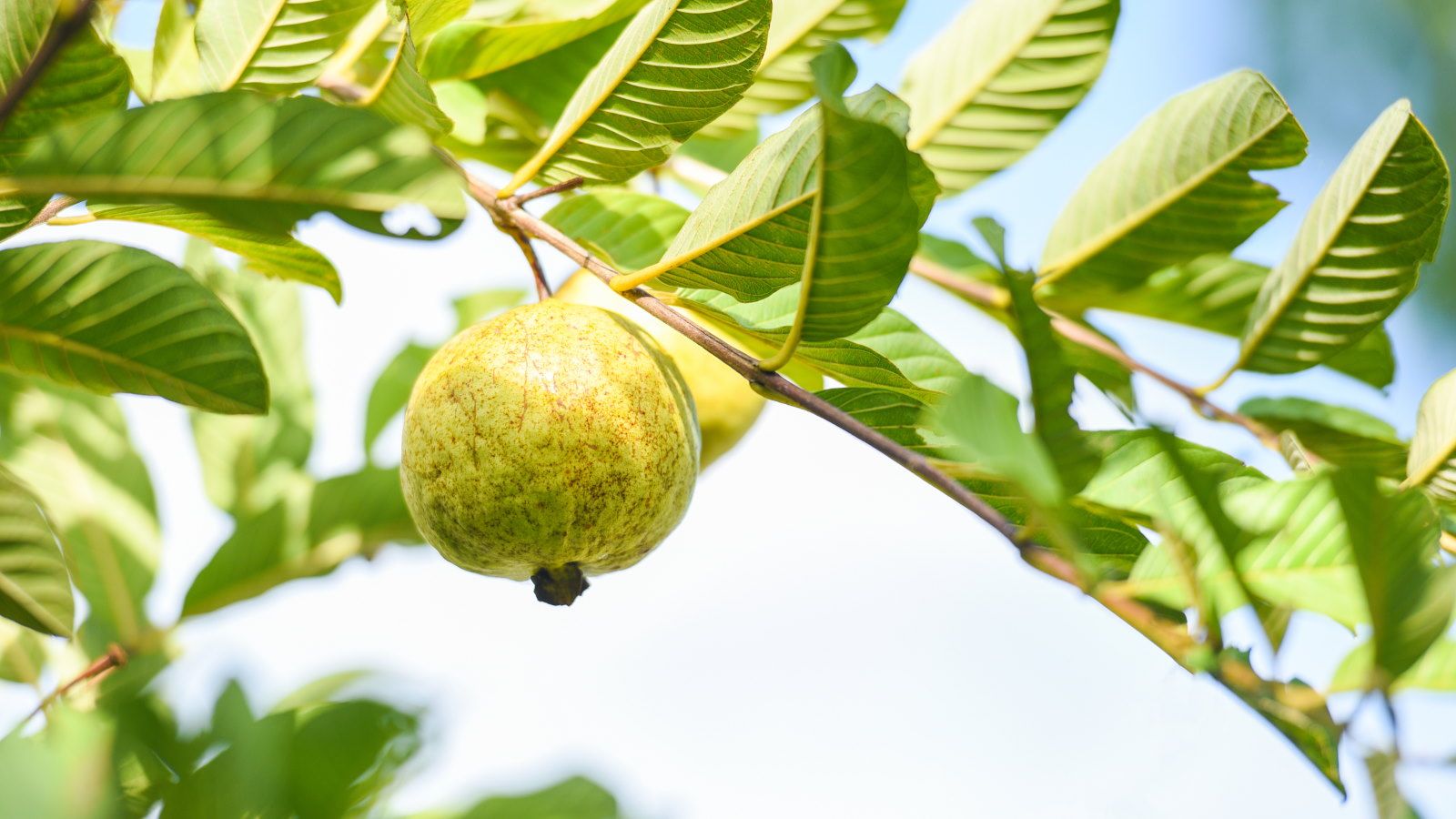 How to grow guava - tips from tropical fruit experts | Homes and Gardens