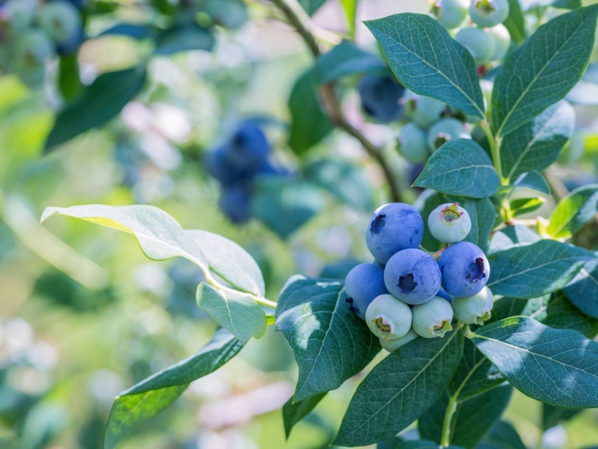 Controlling Blueberry Botrytis Blight: How To Manage Blueberry Blossom ...