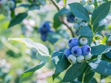 Tips & Information about Blueberries | Gardening Know How