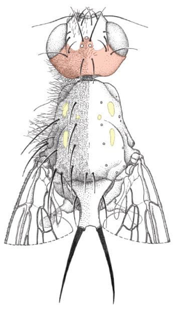 Buzzworthy Find: 'Mythical' Corpse-Eating Flies | Live Science