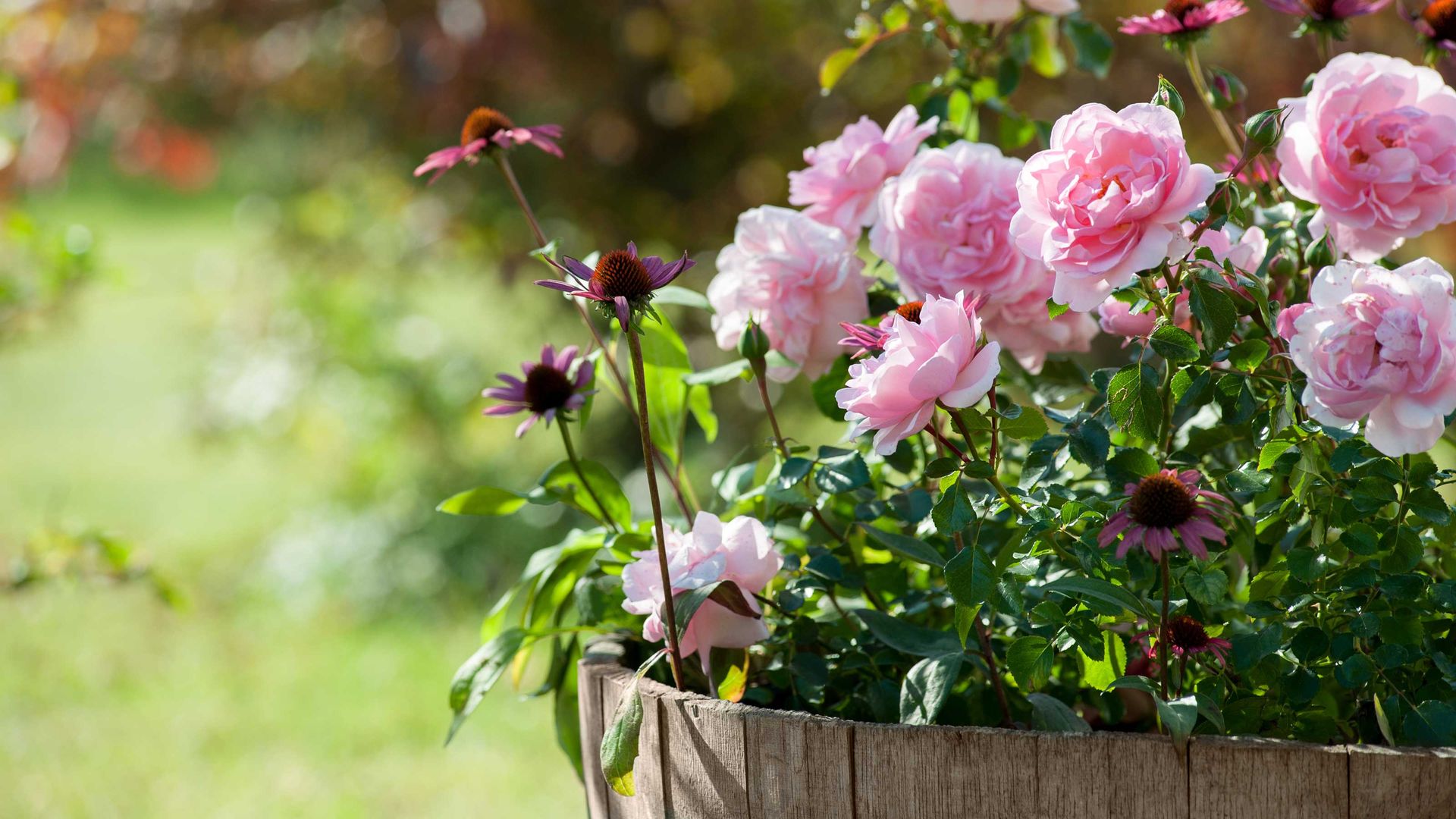 How to plant roses in pots: a simple guide | Gardeningetc