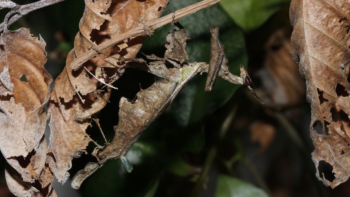 Dragon mantis females have a Y-shaped sex gland that moves like a ...