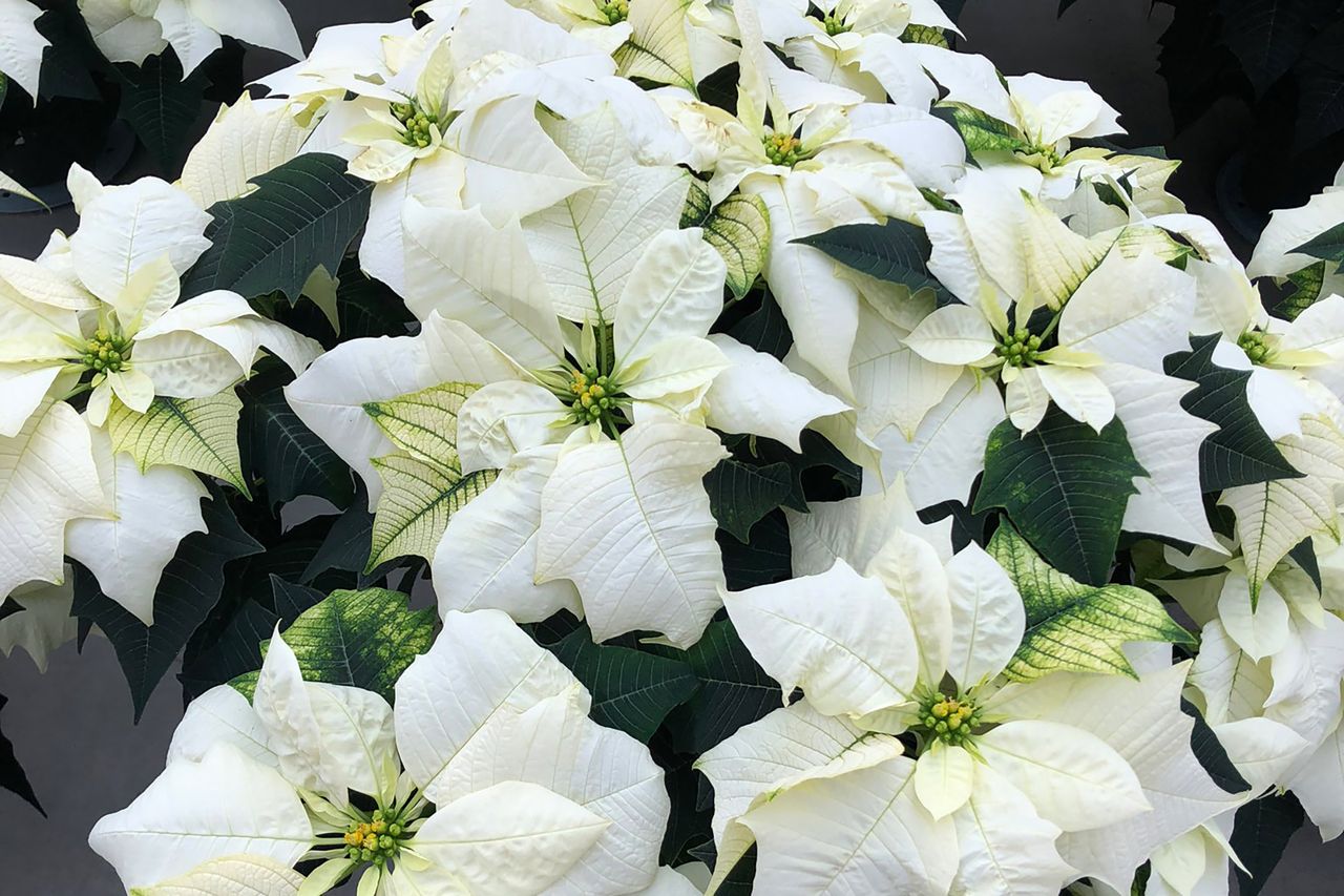 Best poinsettias for Christmas: our favorite varieties | Homes and Gardens