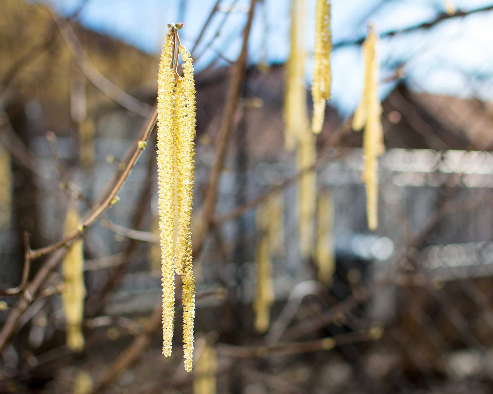 Hazelnut care and growing guide: top tips | Gardeningetc