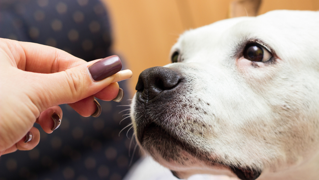 We tested the best joint supplements for dogs | PetsRadar