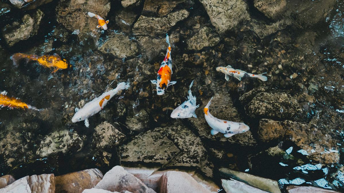 5 ways to protect your pond fish from predators | Homes and Gardens