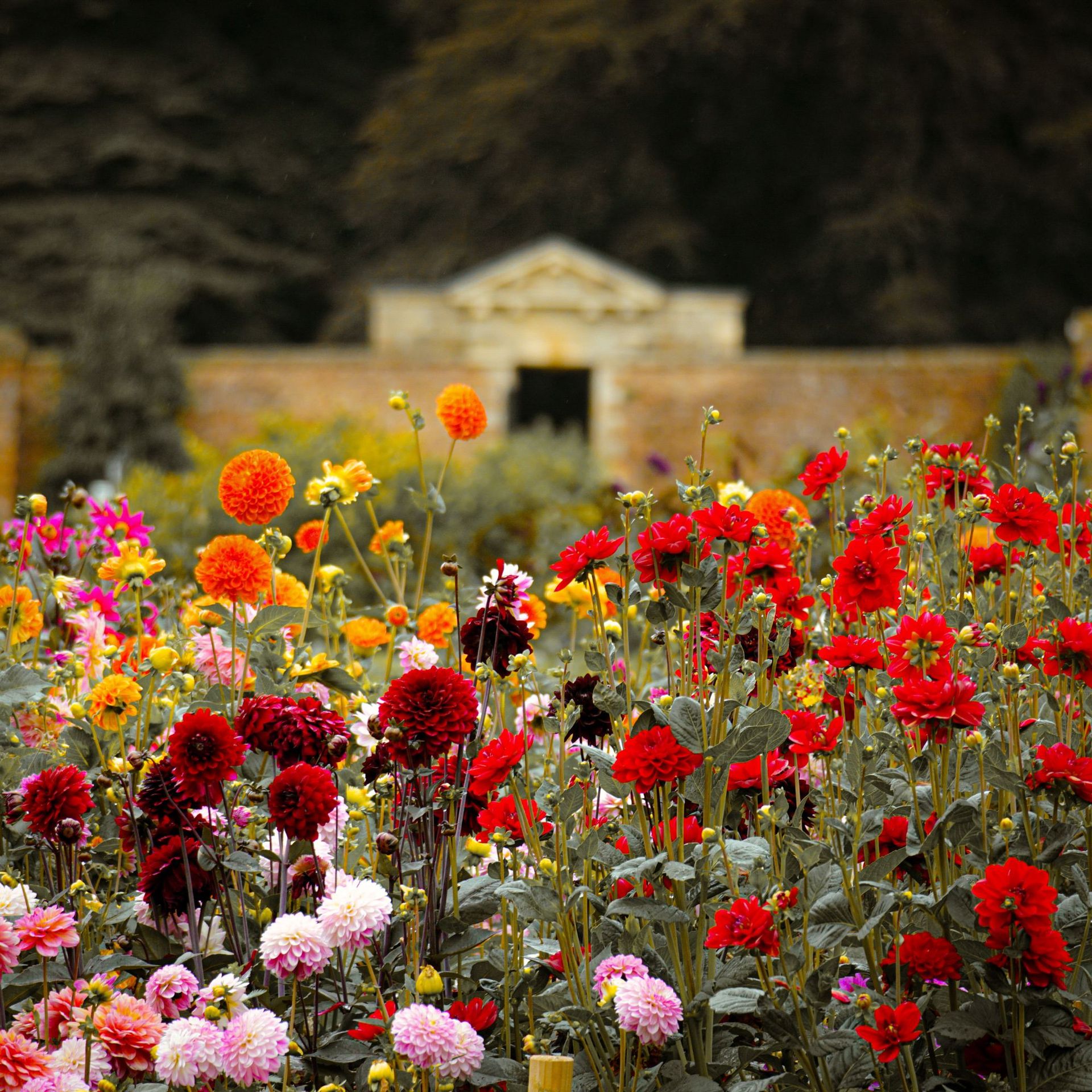 When to plant dahlias for fabulous flowers | Ideal Home