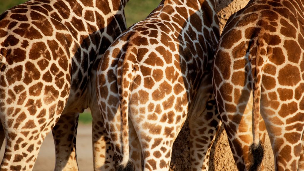Viruses lurking in giraffe and lemur poop could lead to new ...