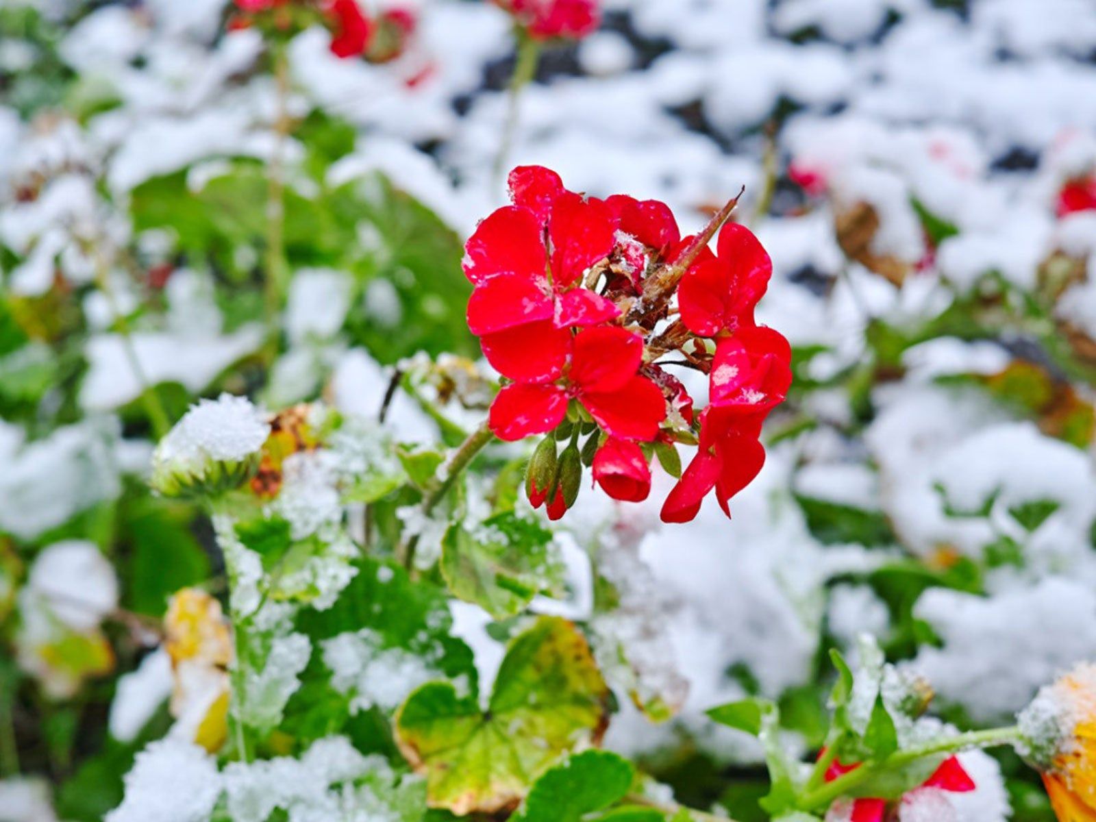 Overwintering Geranium Plant - How To Keep Geraniums Over Winter ...