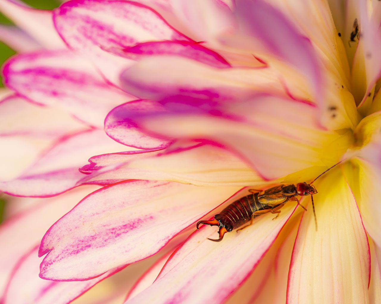 How to get rid of earwigs: natural ways to kill pincher bugs | Real Homes