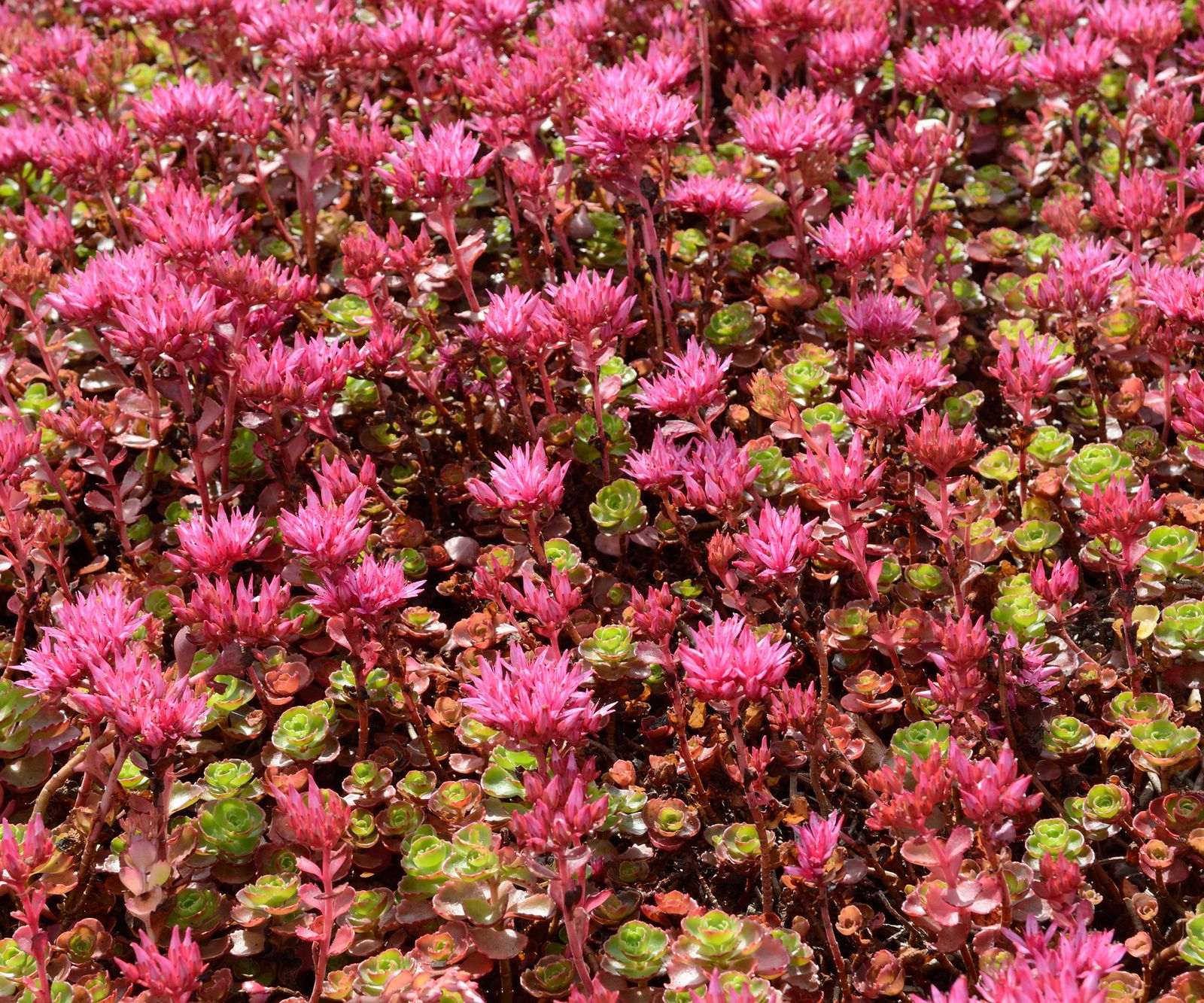 Sedum Savvy: 10 Best Types of Sedum For Sustainable Gardens | Gardening ...