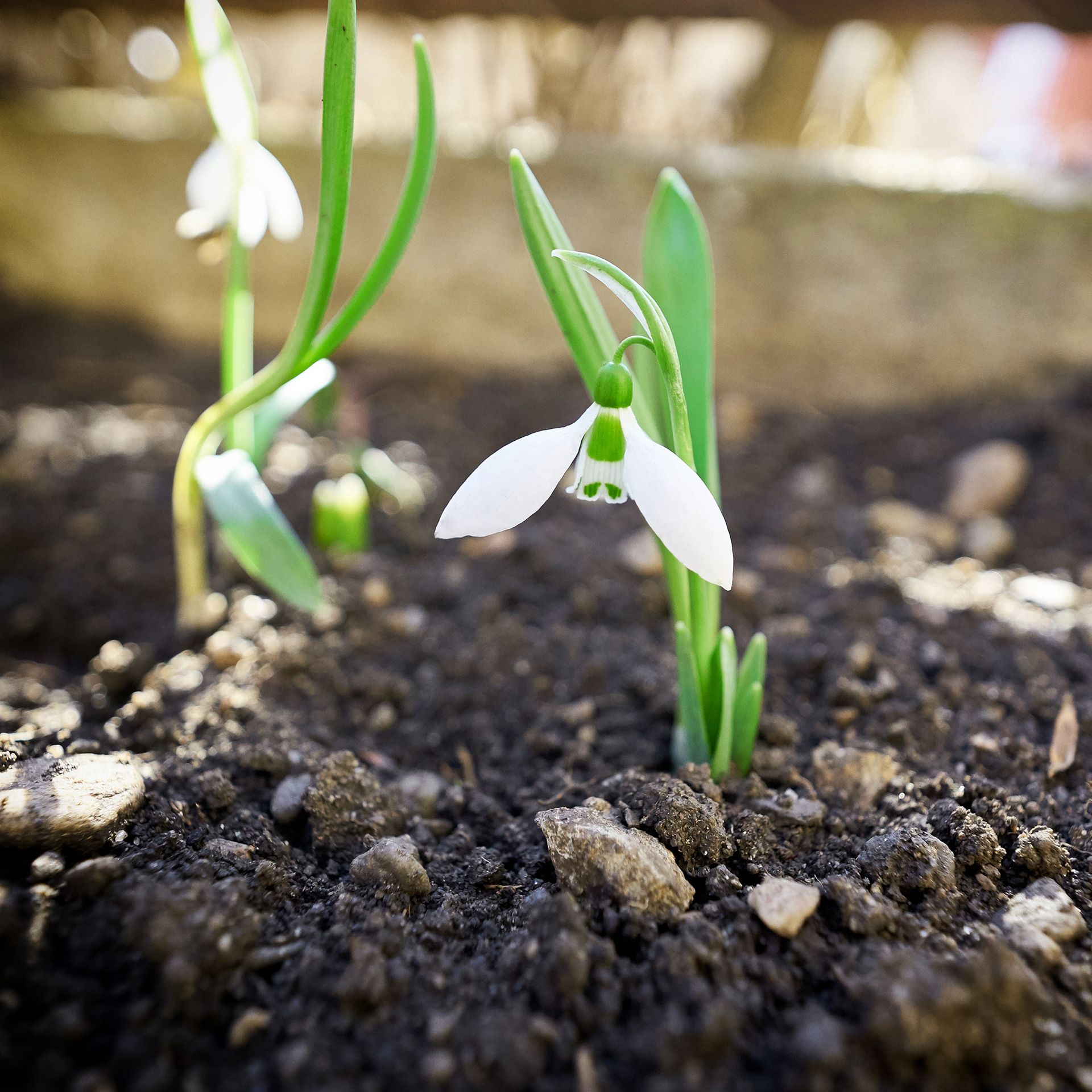 How to plant snowdrop bulbs for a stunning winter garden | Ideal Home