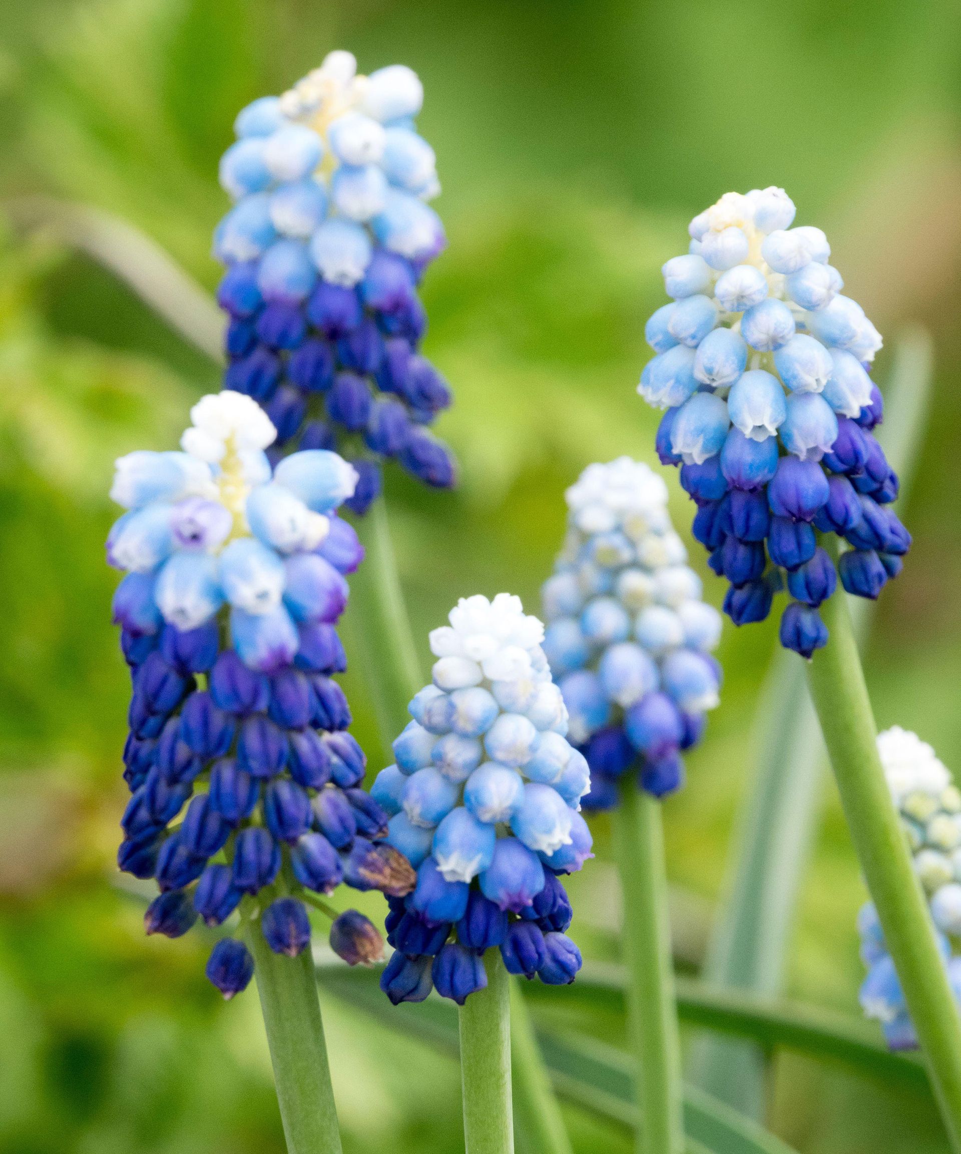 Best miniature bulbs: 15 ideas for small yards and planters | Homes and ...