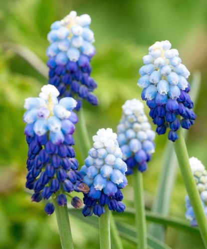 Best spring bulbs to plant in fall: 13 for a top display | Homes & Gardens