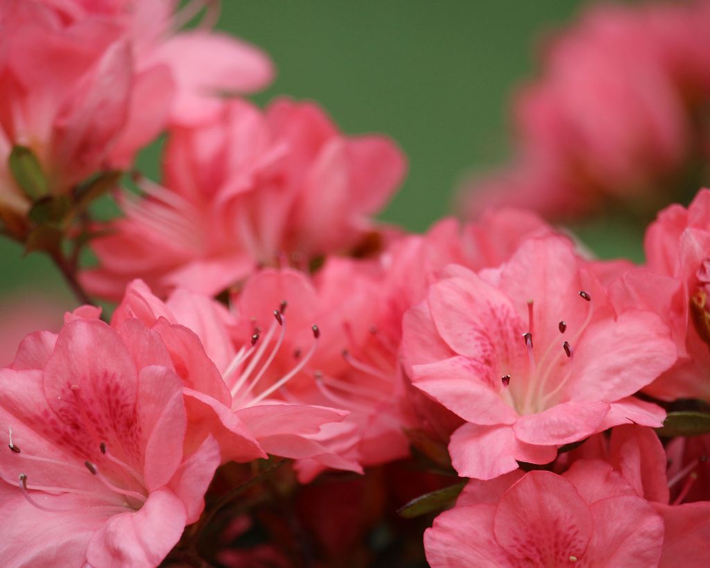 When to plant azaleas | Homes and Gardens
