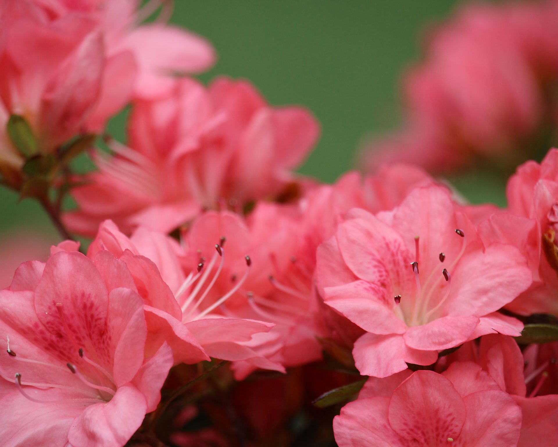 When to plant azaleas | Homes and Gardens